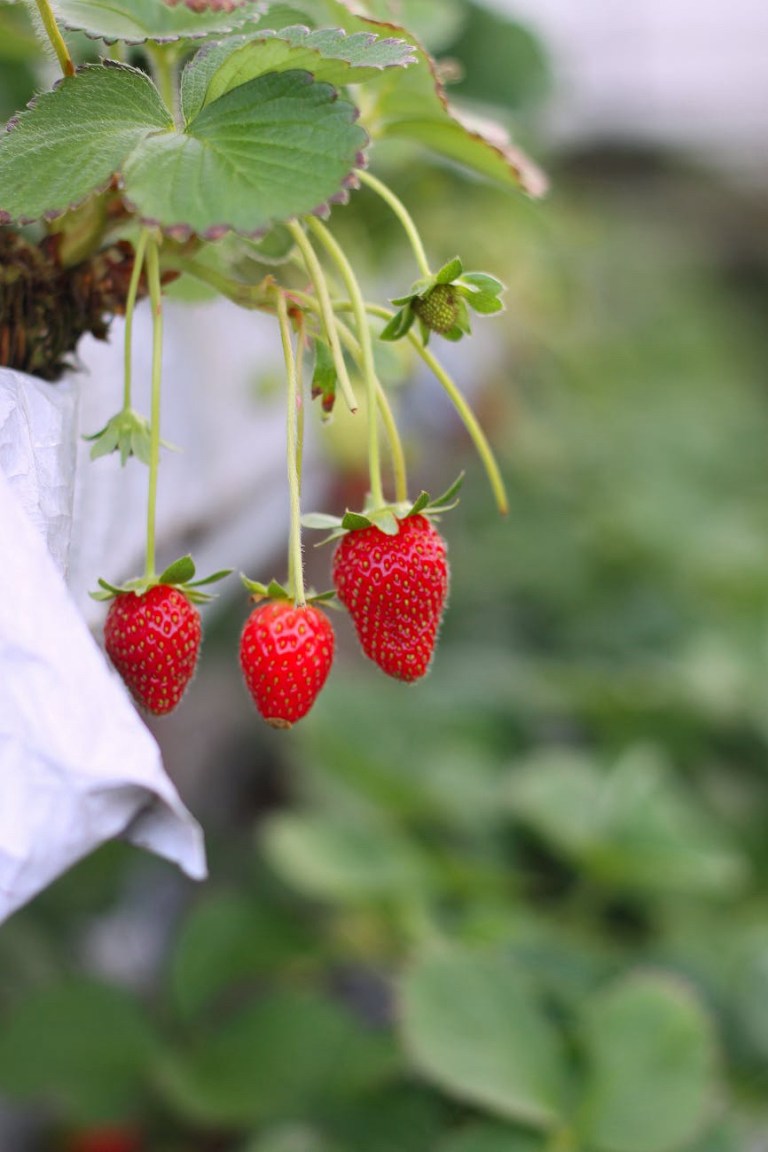 Servings of Serenity: The Sweet Bliss of Strawberries – Vienna Lane